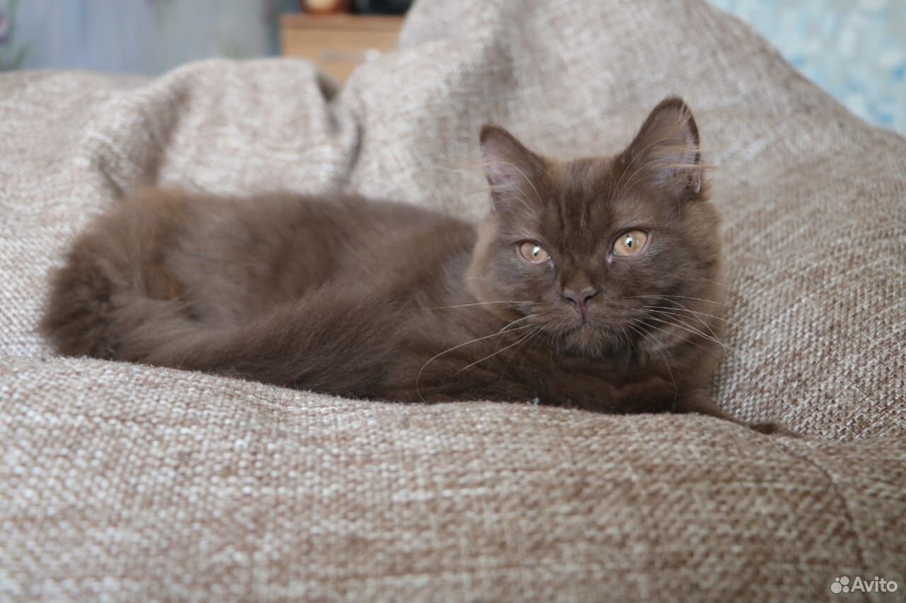 Британский котёнок