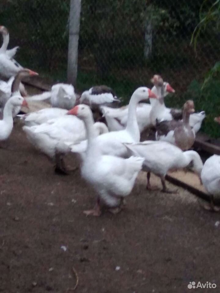 Гусь