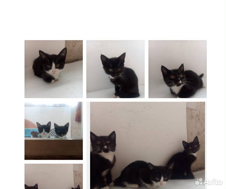 Одинокие котята ждут своих хозяев