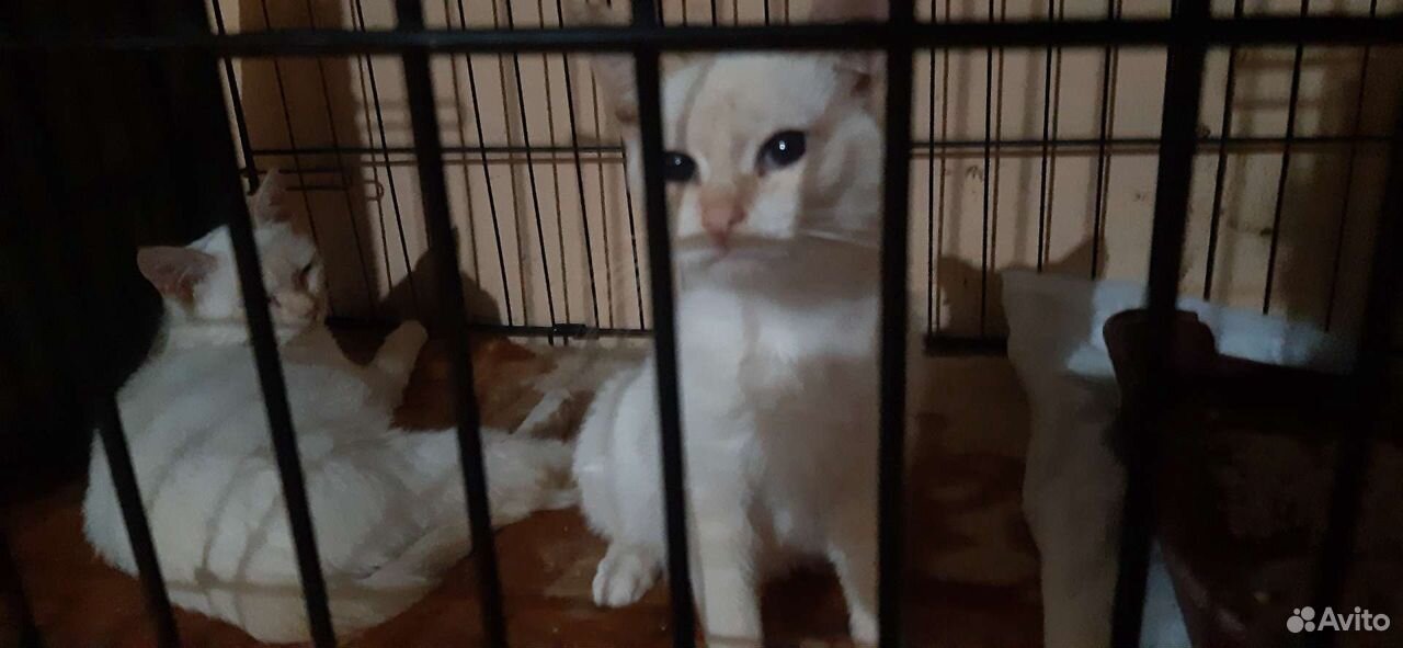 Тайские редпоинты