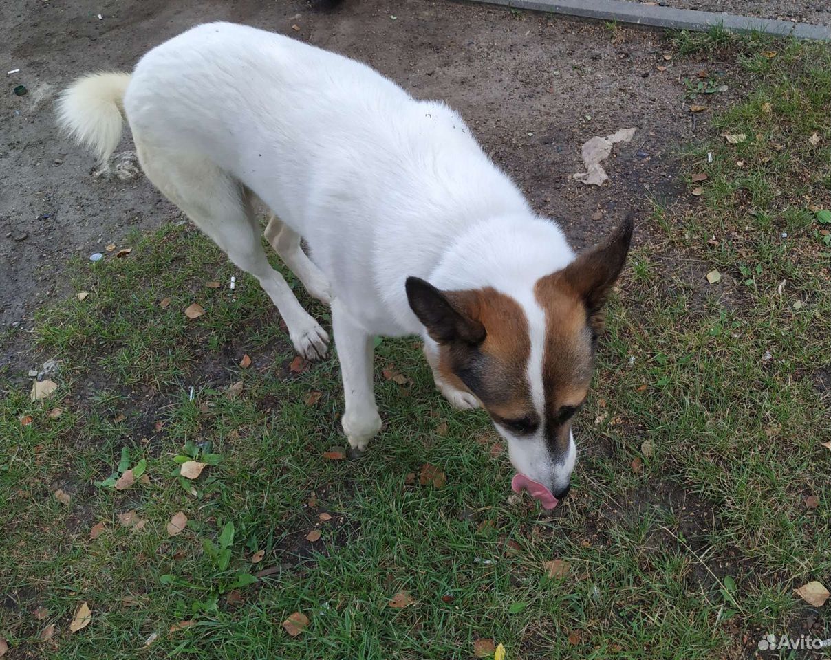 Лайка авчарка