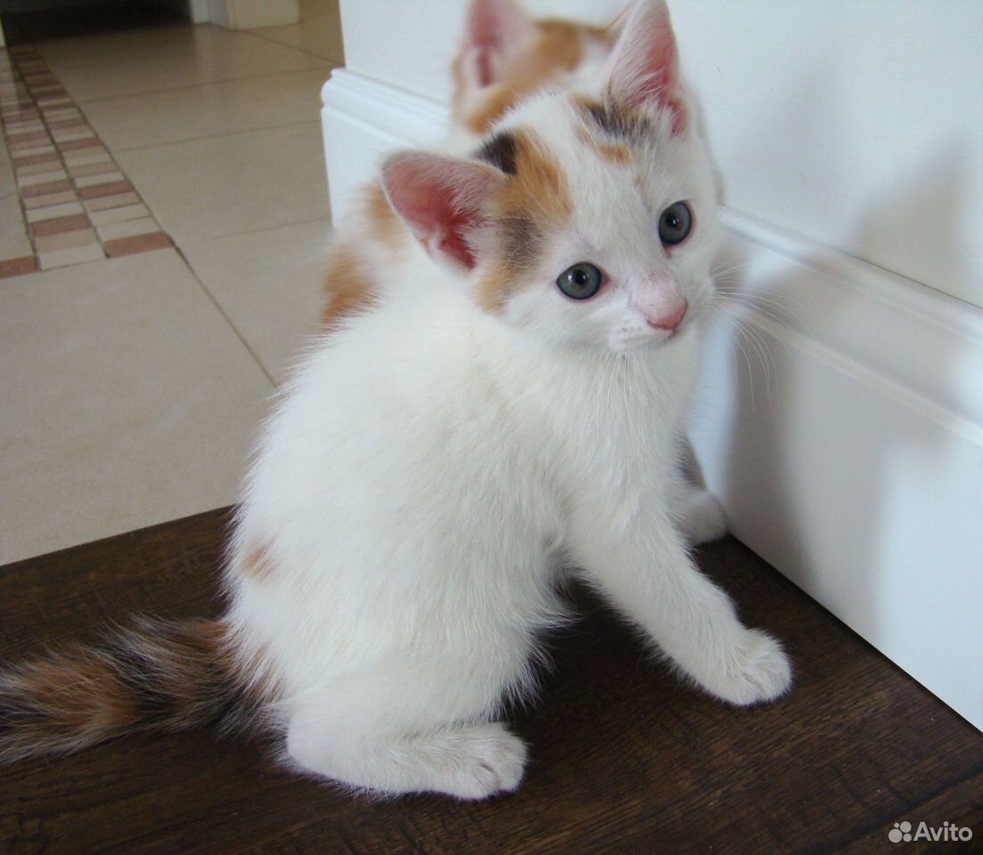 Кошечку отдадим в добрые руки