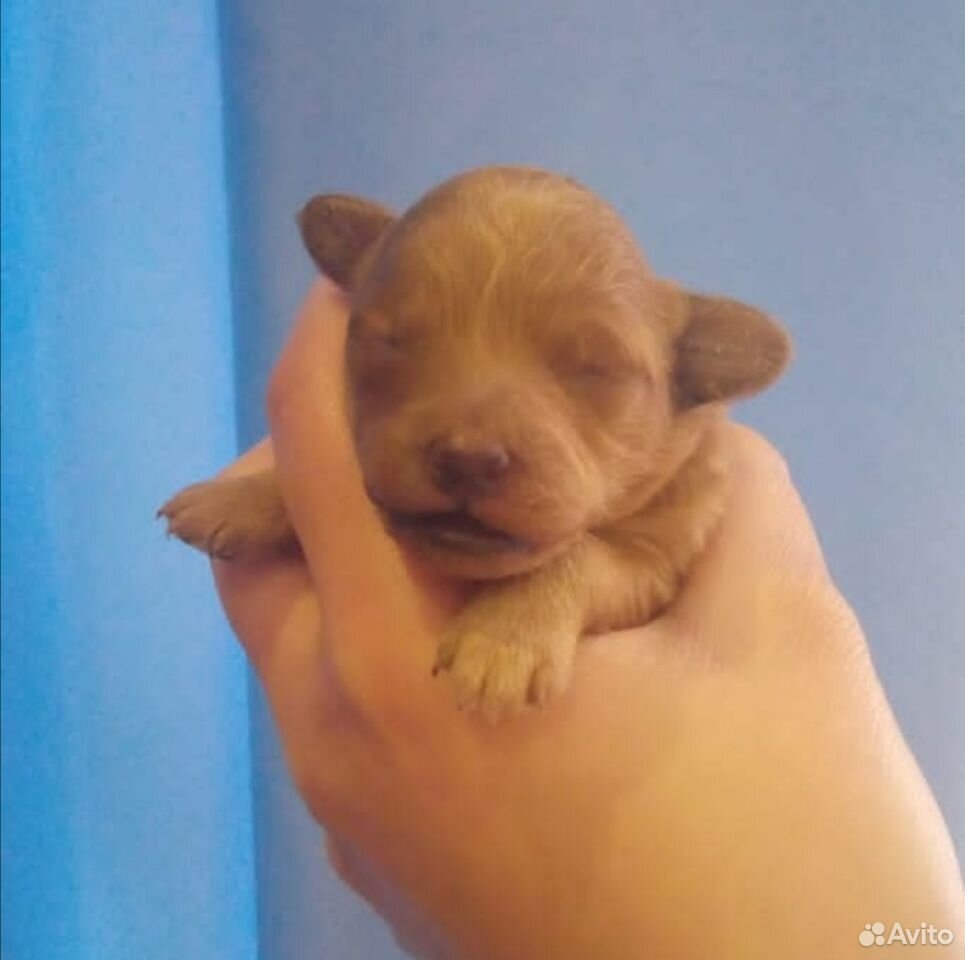 Той пудель мальчик