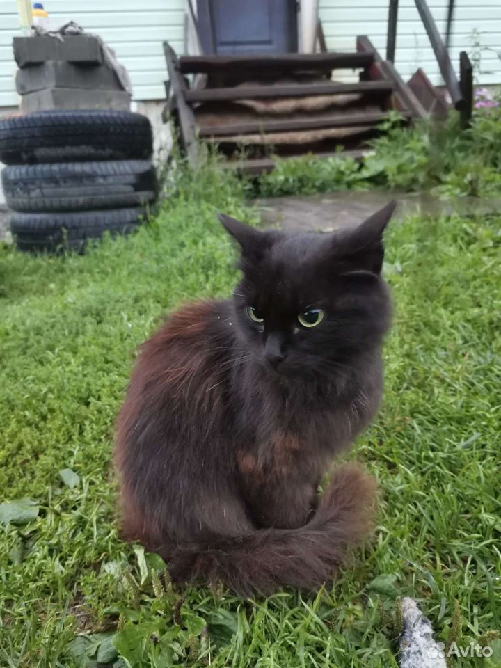 Кошка