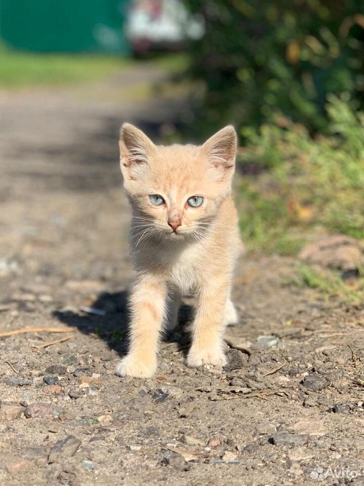 Котята в хорошие руки