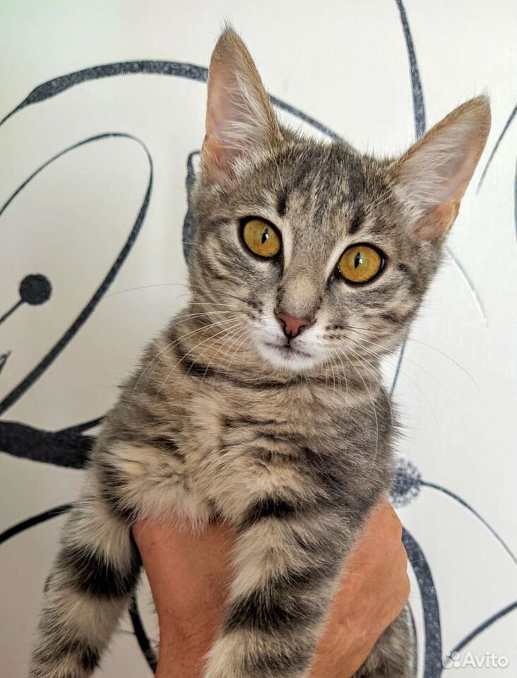 Котенок девочка Серик