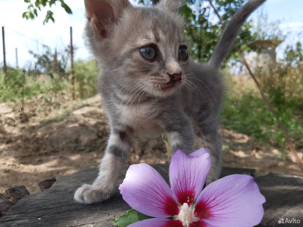 Вислоухий котик и голубокремовая кошечка страйт