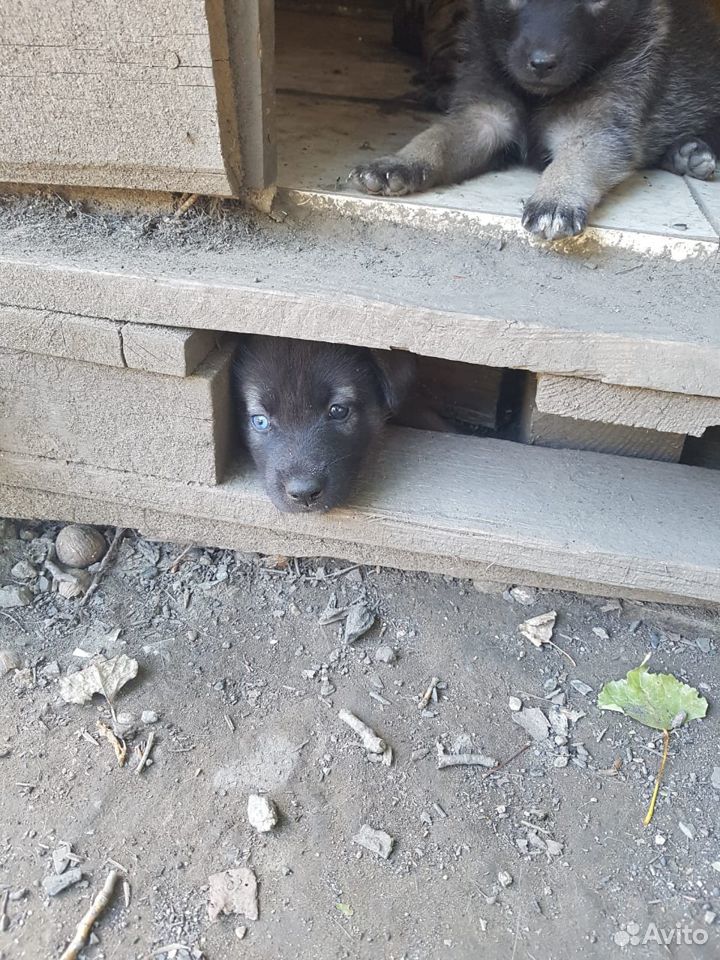 Собака