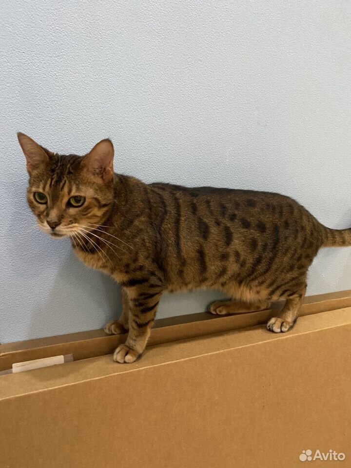 Кошка бенгальская