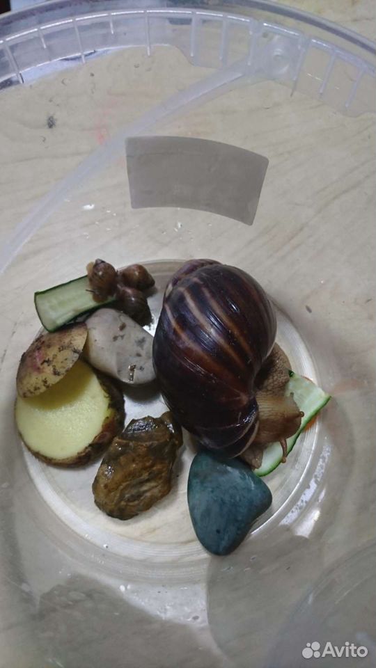 Улитки Ахатинки бесплатно