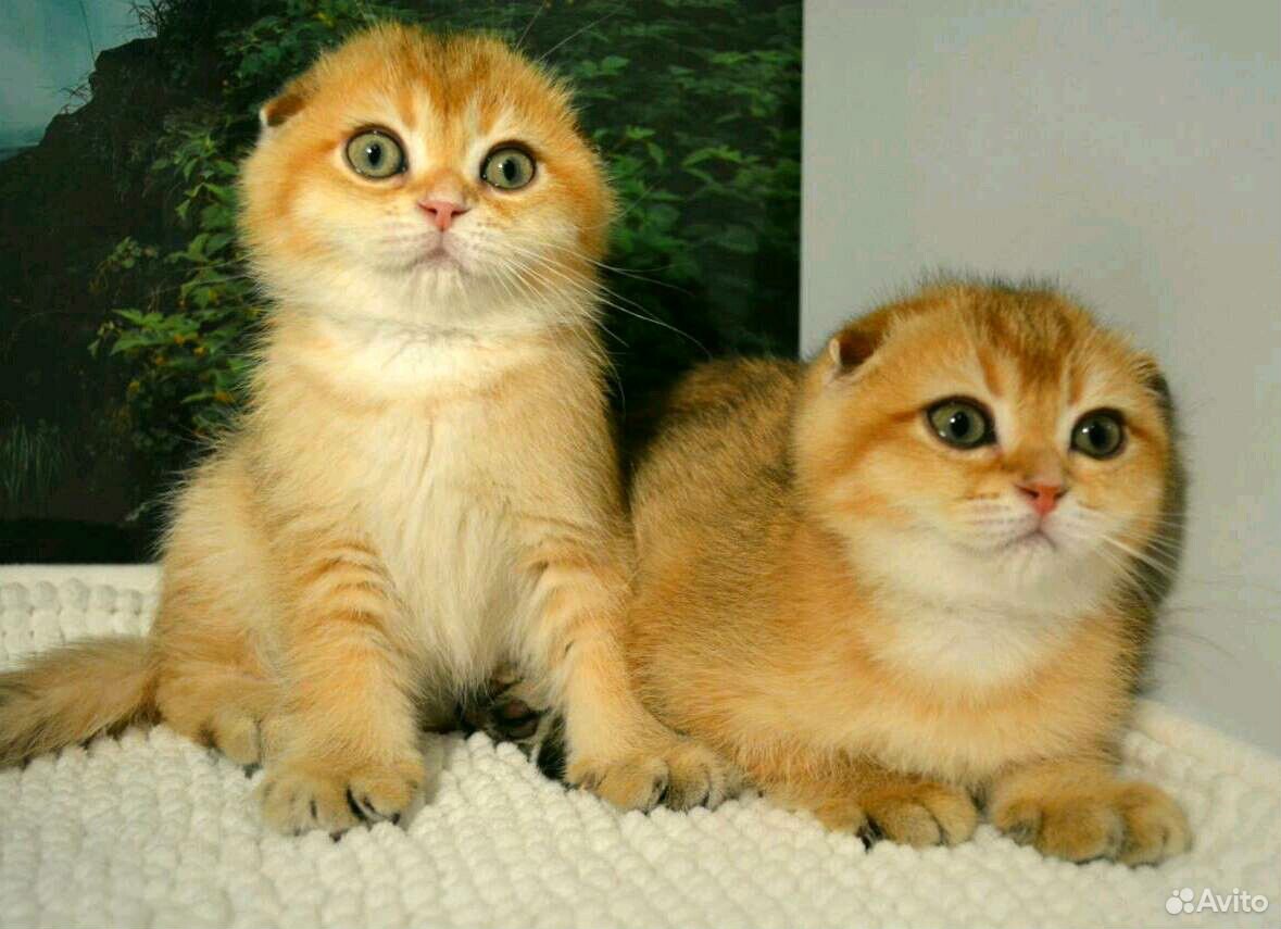 Роскошные Суперкотята, золотые тиккированные