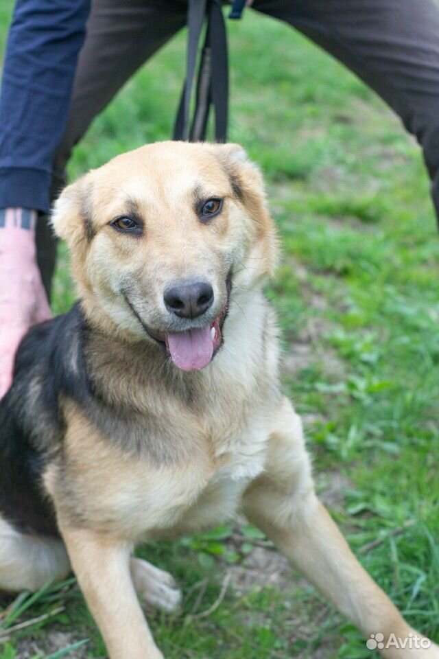 Миша ищет дом