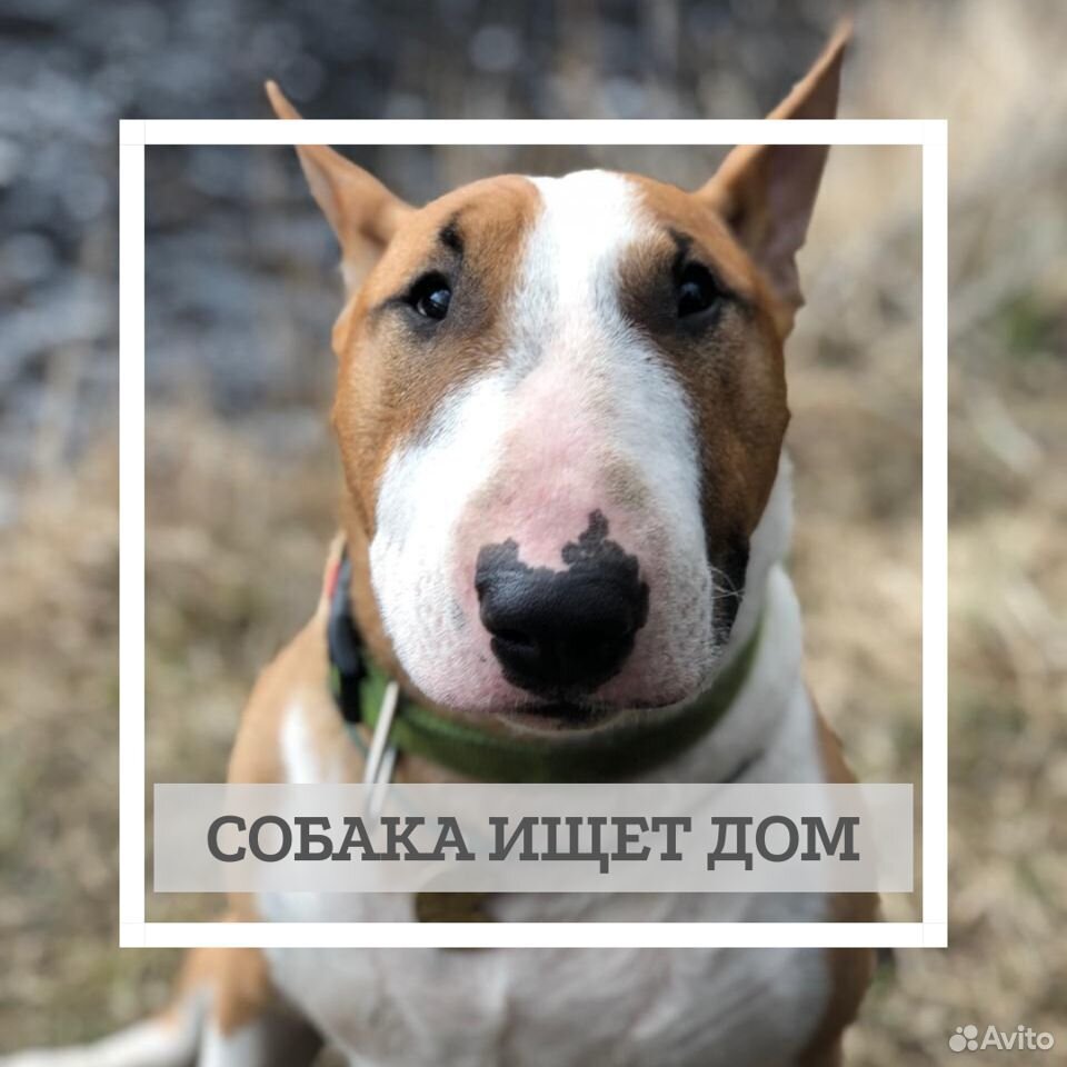 Бультерьер 1,5г ищет дом