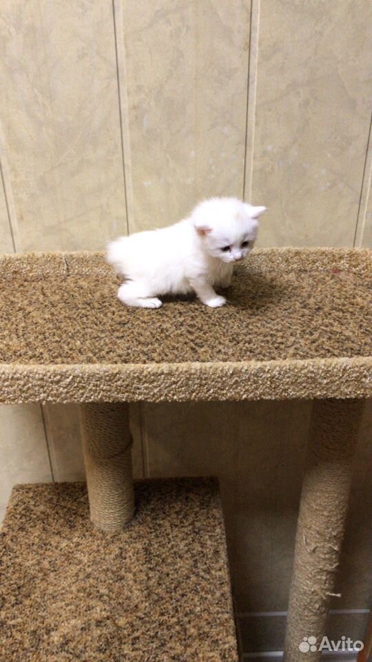 Котята резервирую