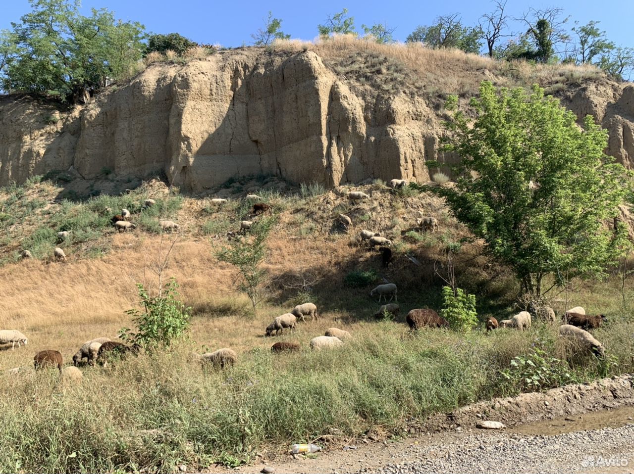 Овцы/бараны/ягнята/матки