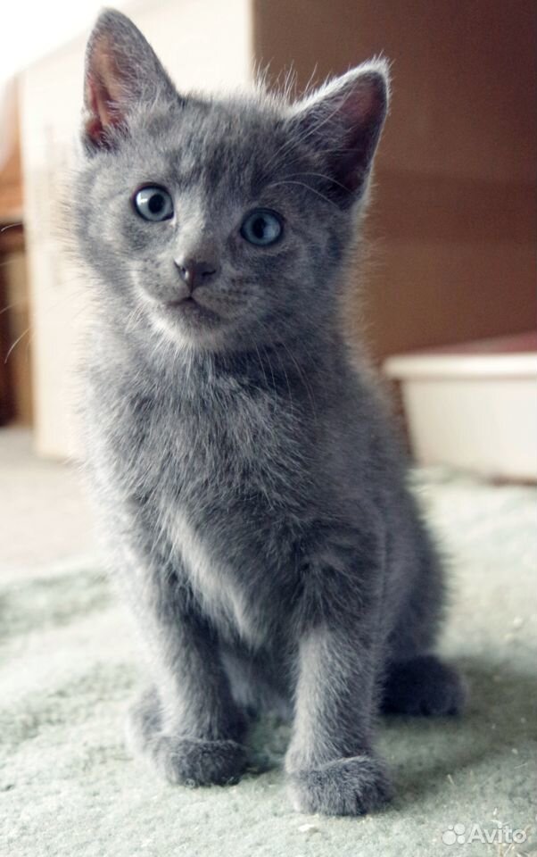 Хвостарик-2