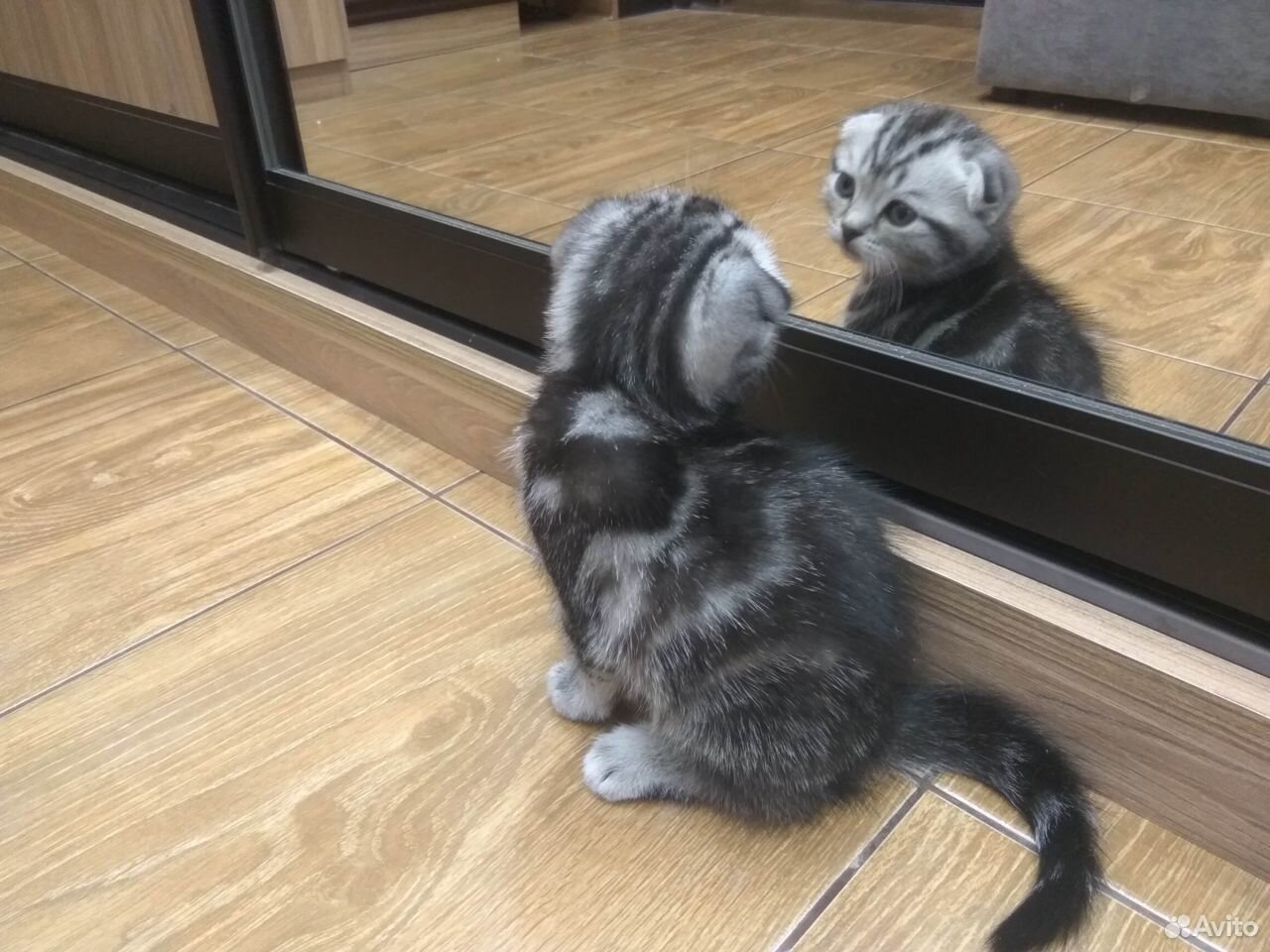 Продаю Шотландских котят