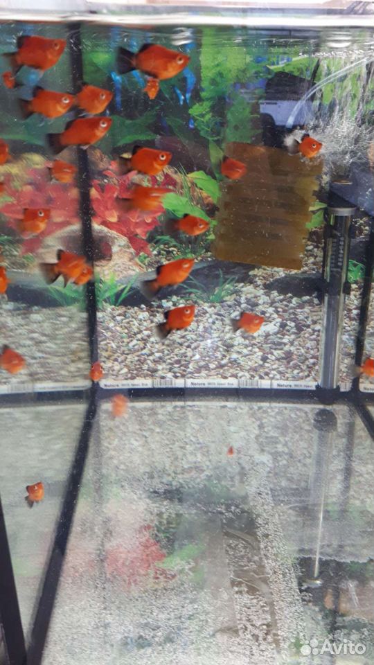 Рыба пецилия дисковая