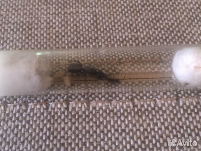 Муравьи вида Camponotus vagus