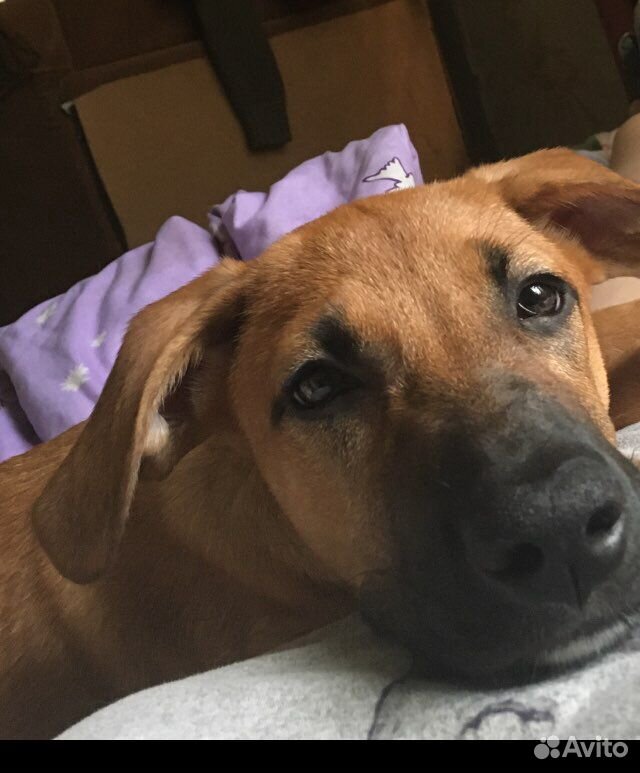 Щенок метис боксера и овчарки