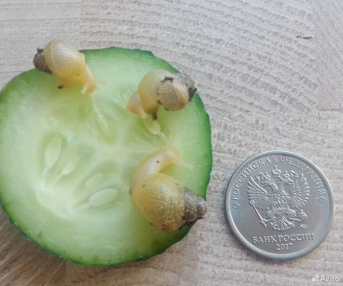 Улитки Ахатины альбиносы