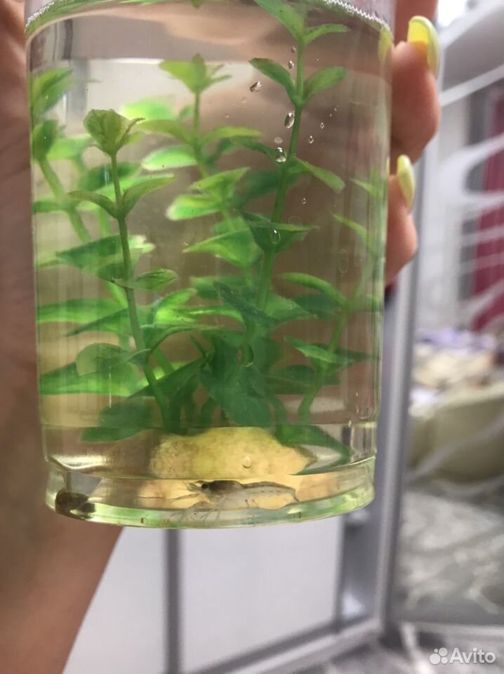 Рачки детки