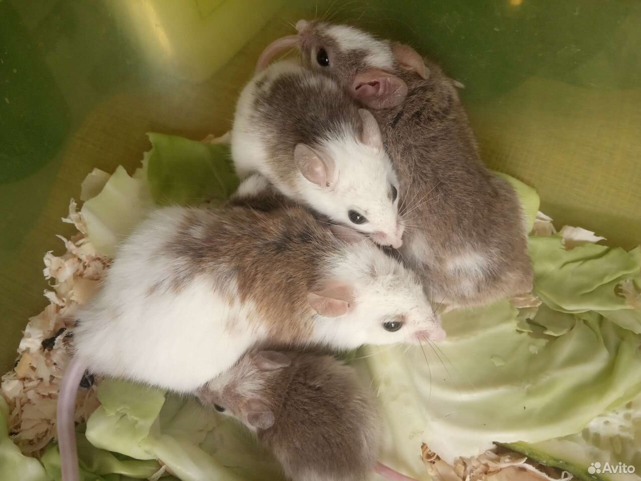 Мышь