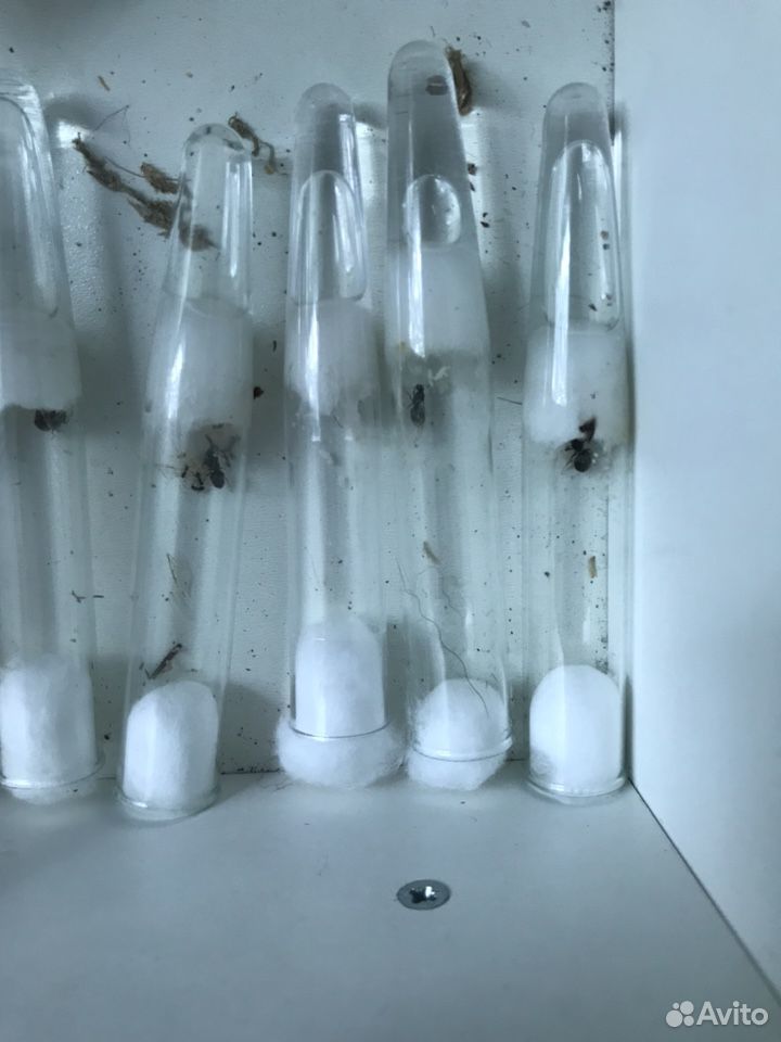 Матки муравьев