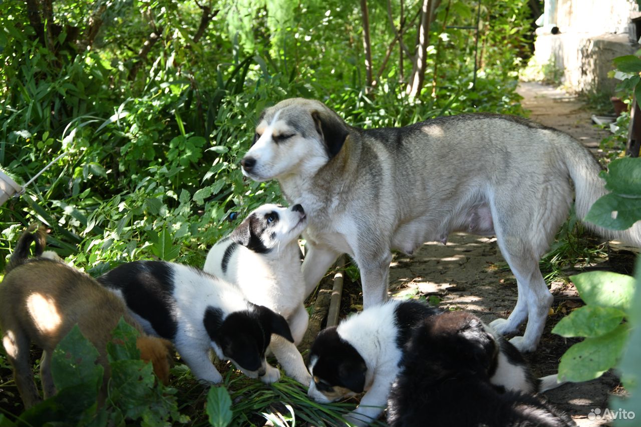 Щенки-хасята (метисы)