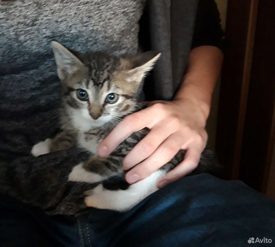 Котёнок Стеша
