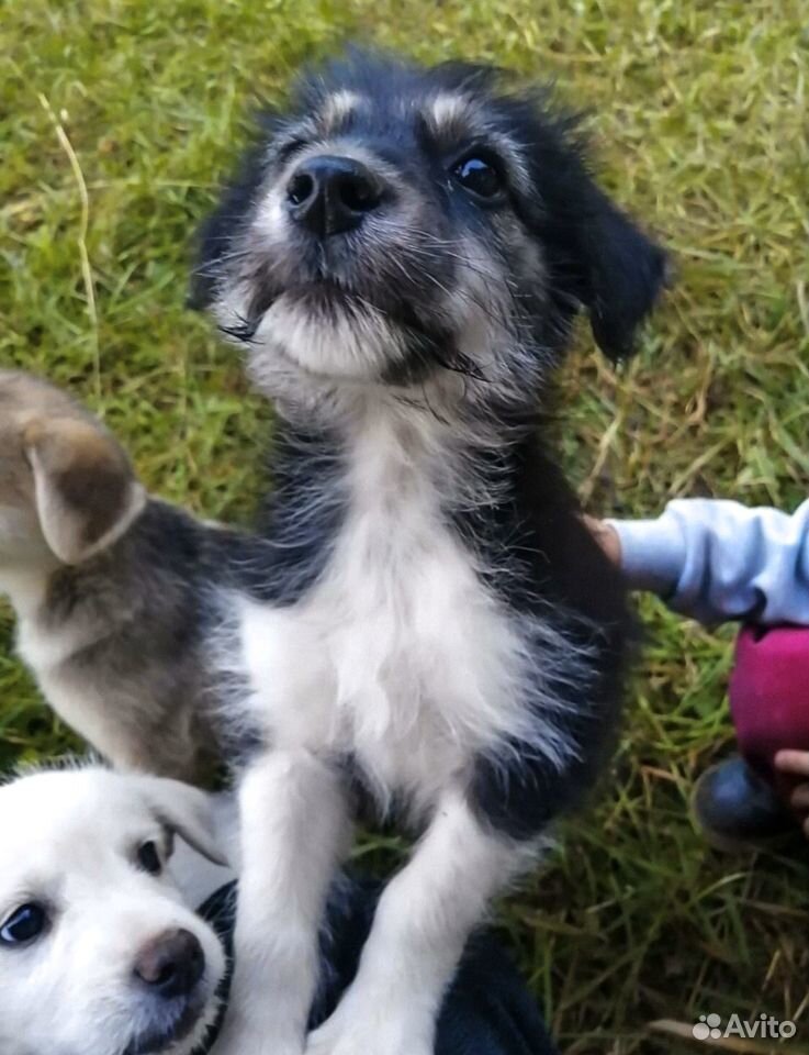 Милые Девчонки Ищут Семью