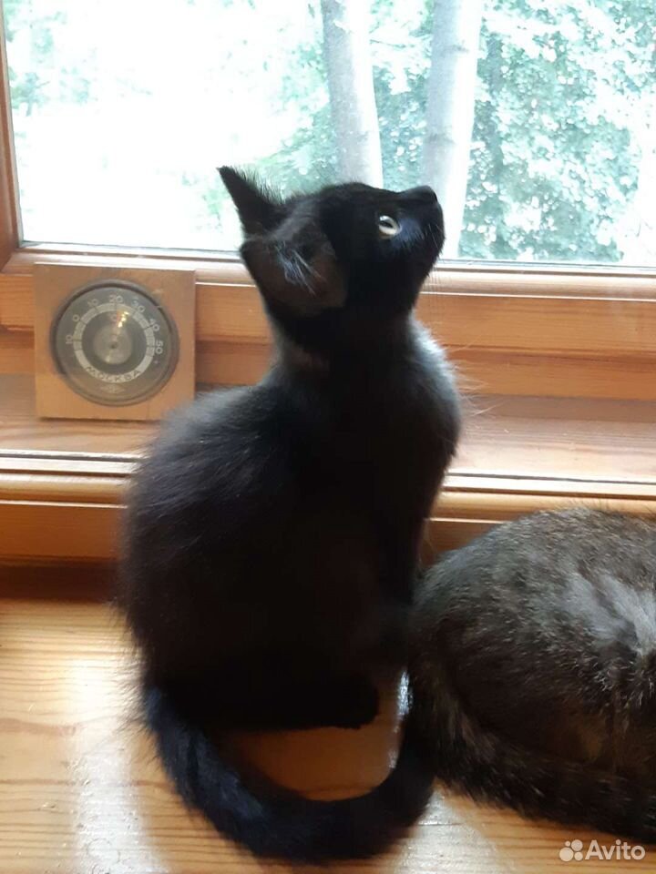 Кошка Ночка ищет дом