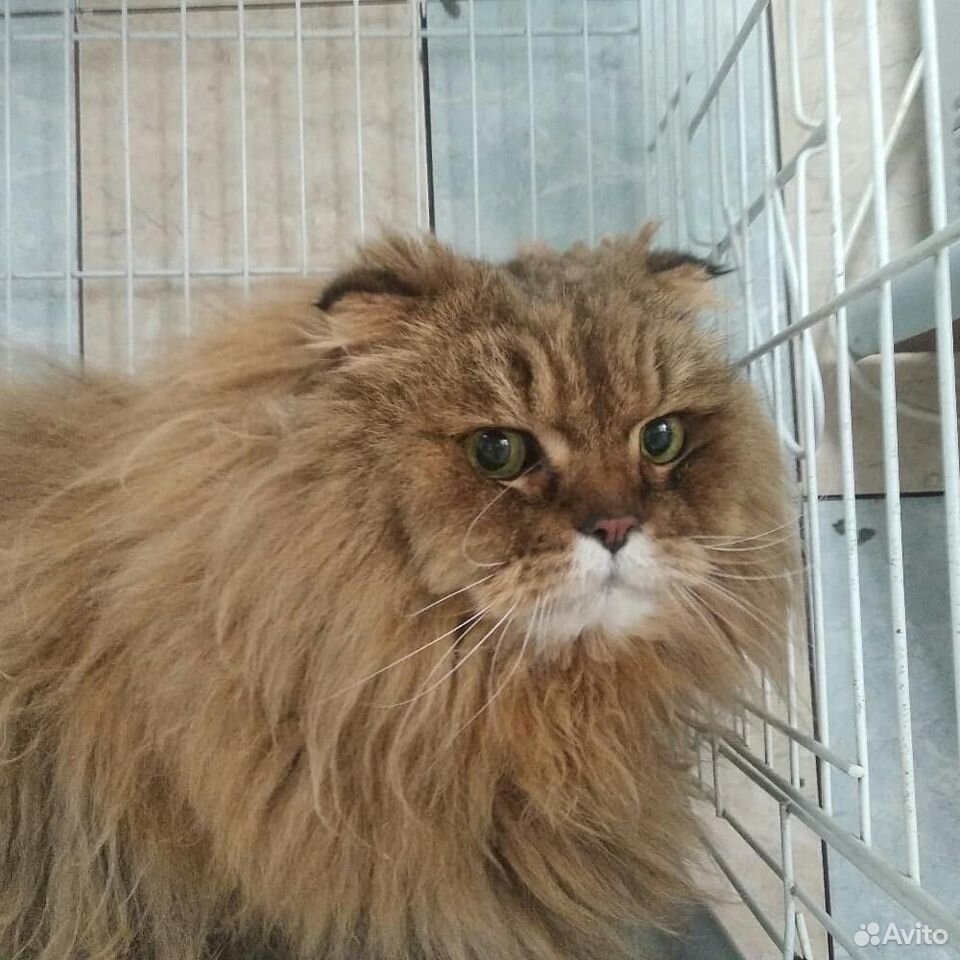 Кот