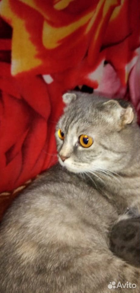 Котята от шотландской веслоухой кошечки
