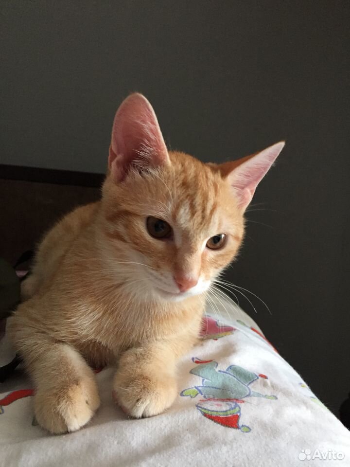 Рыжий котёнок мальчик