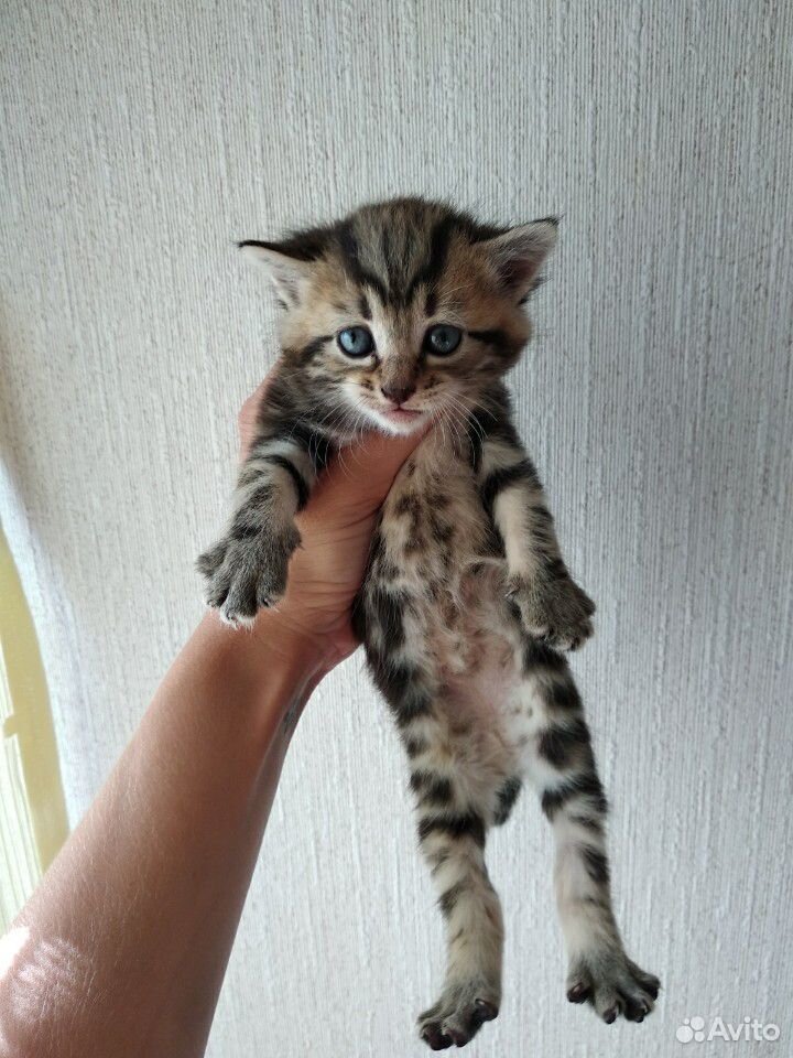 Метисы бенгала. Девочка и мальчик