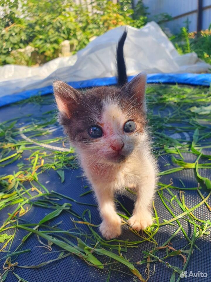 Котенок с голубыми глазками в добрые руки