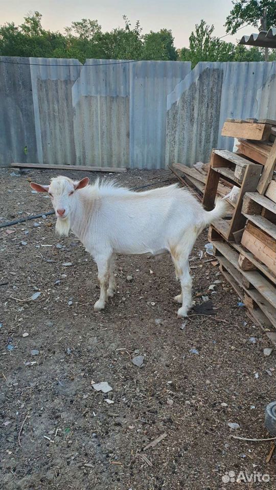 Козел
