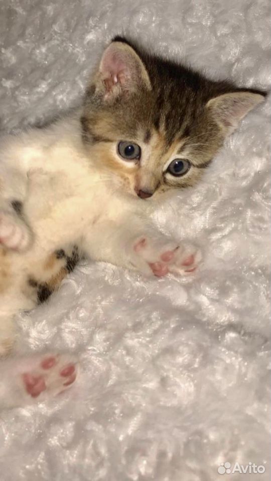 Кошка Маська в добрые руки