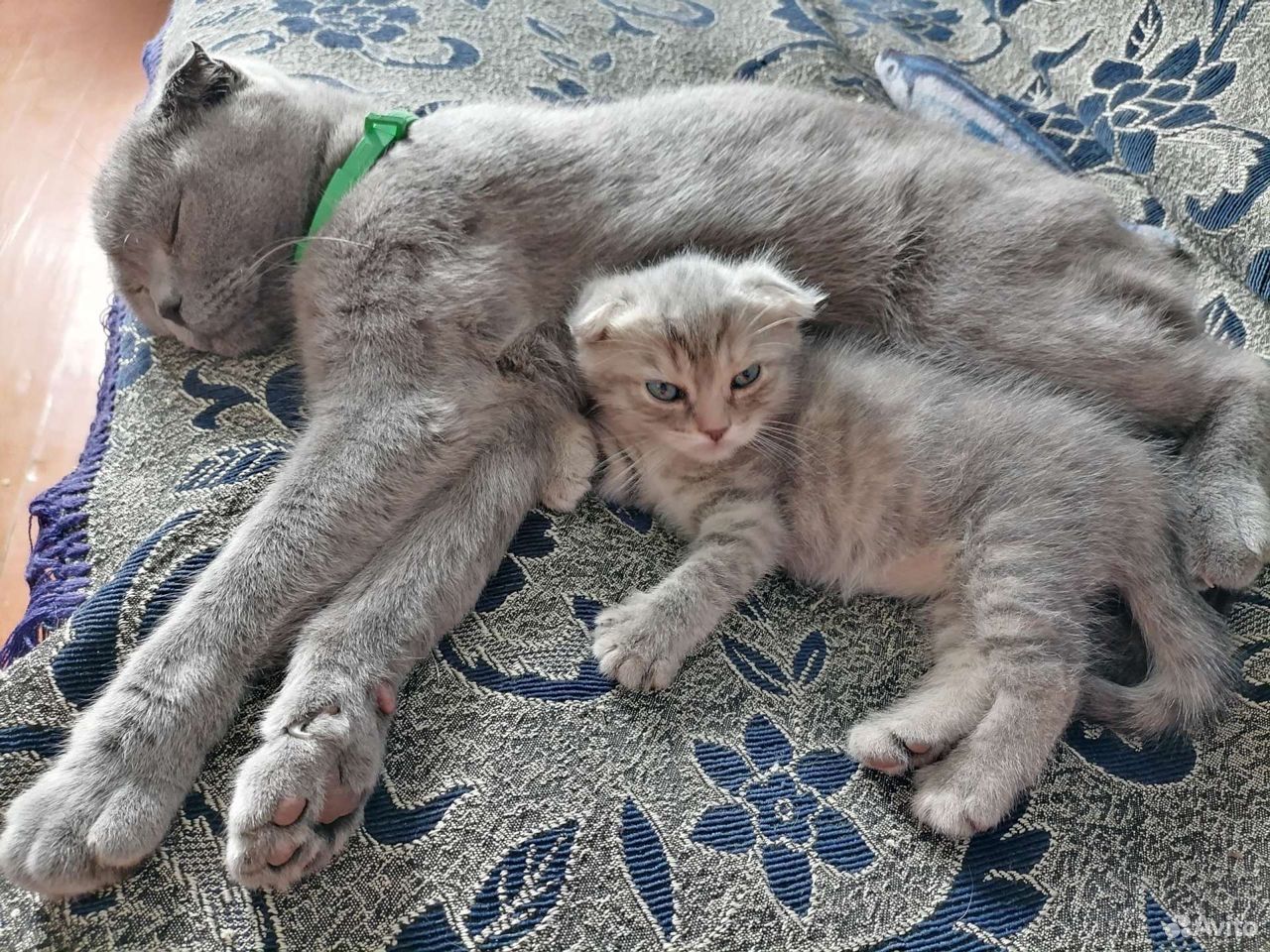Шотландская вислоухая кошка