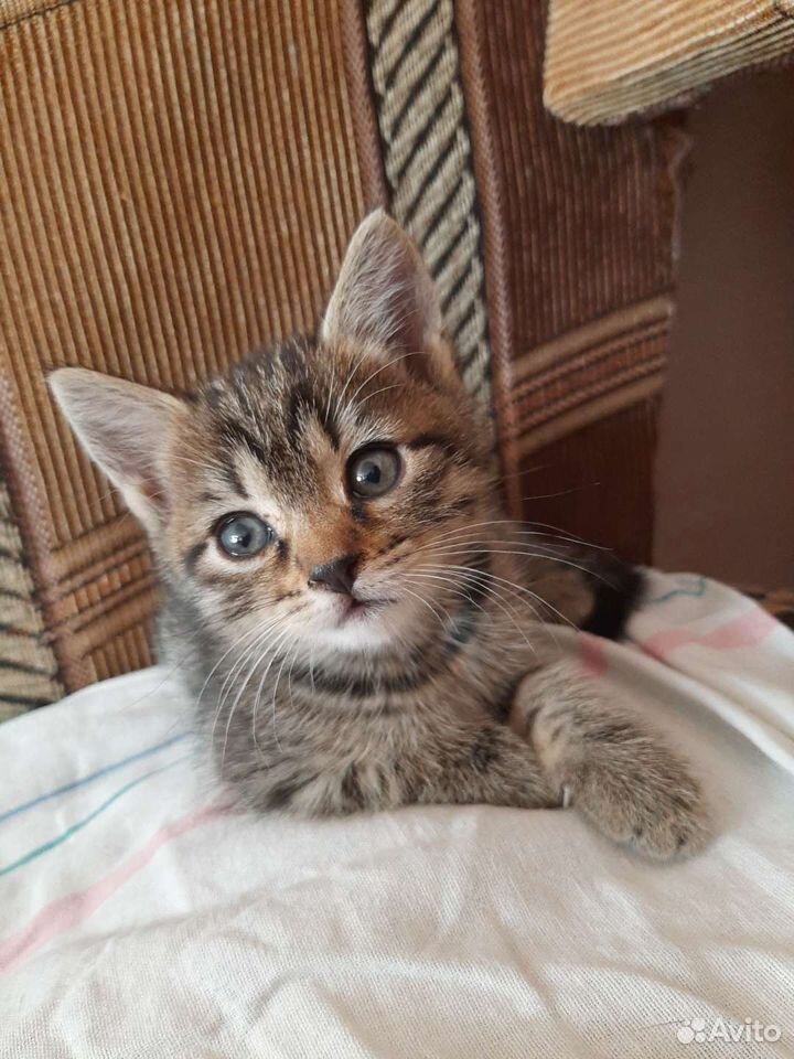 Котенок