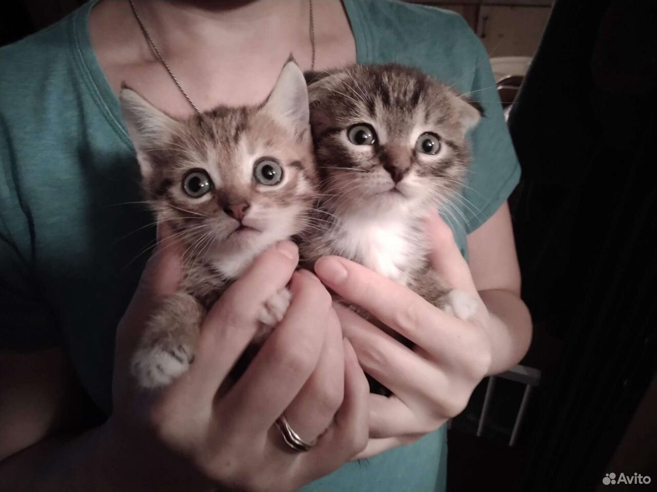 Котята