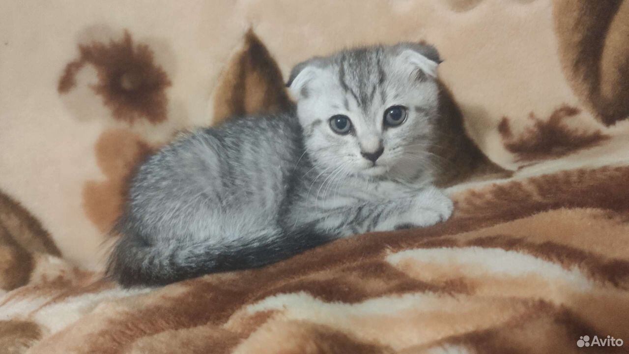 Милая шотландочка