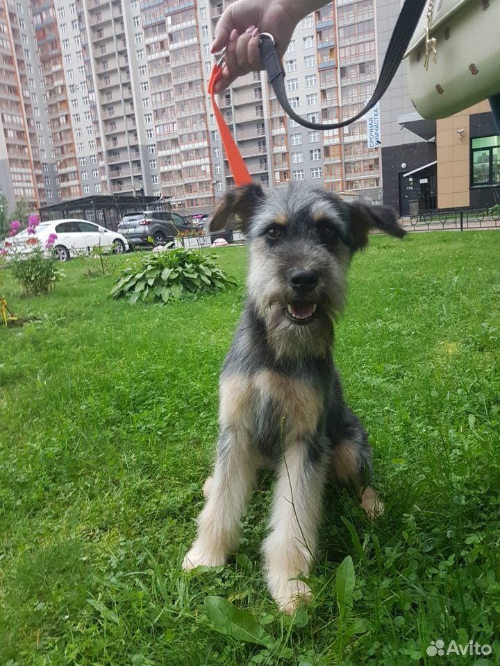 Роберт, 1 год, 35 см