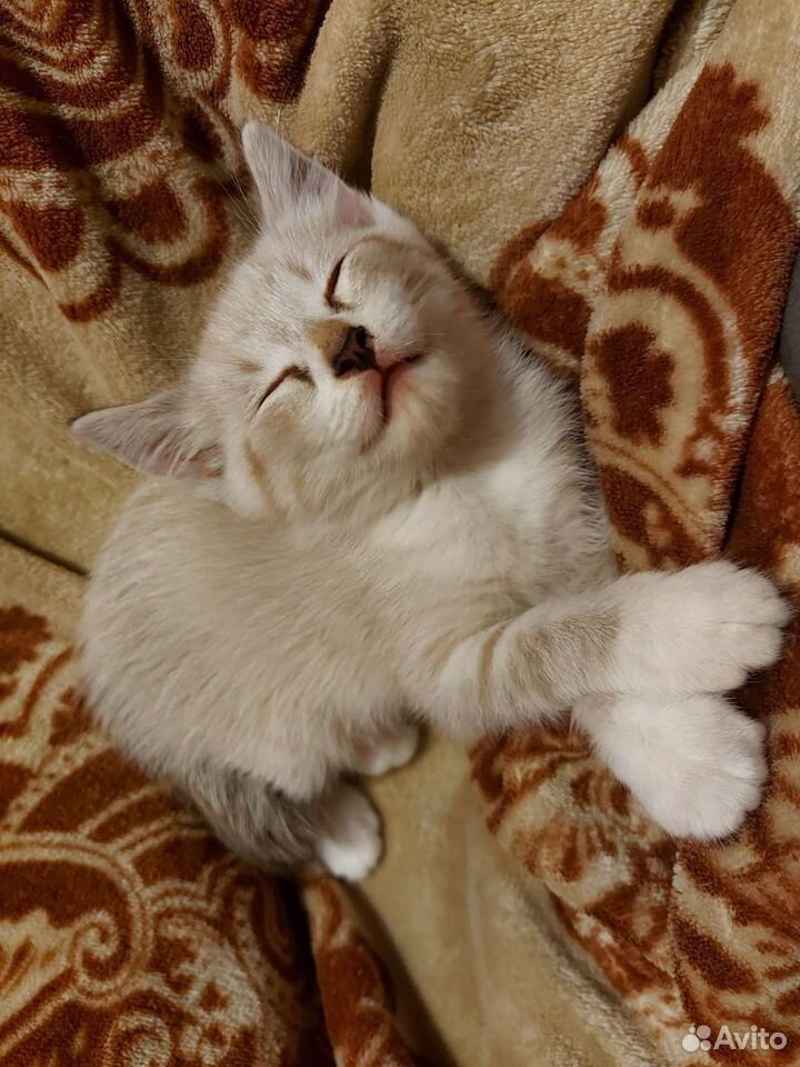 Котёнок