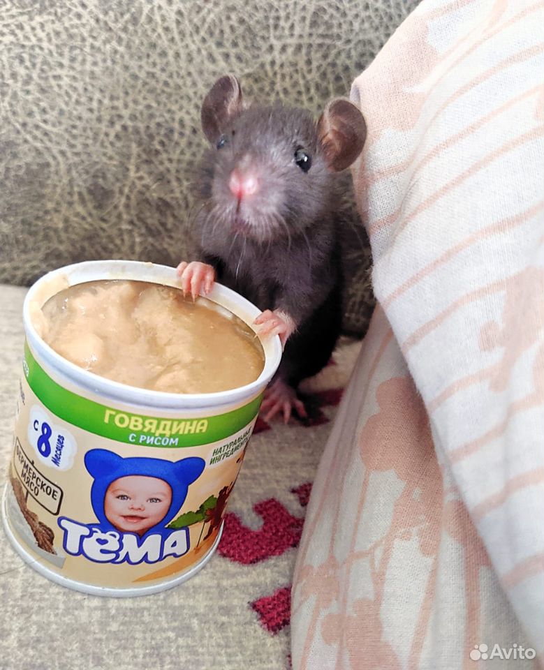 Крыса, Крысята, Крысы-подростки