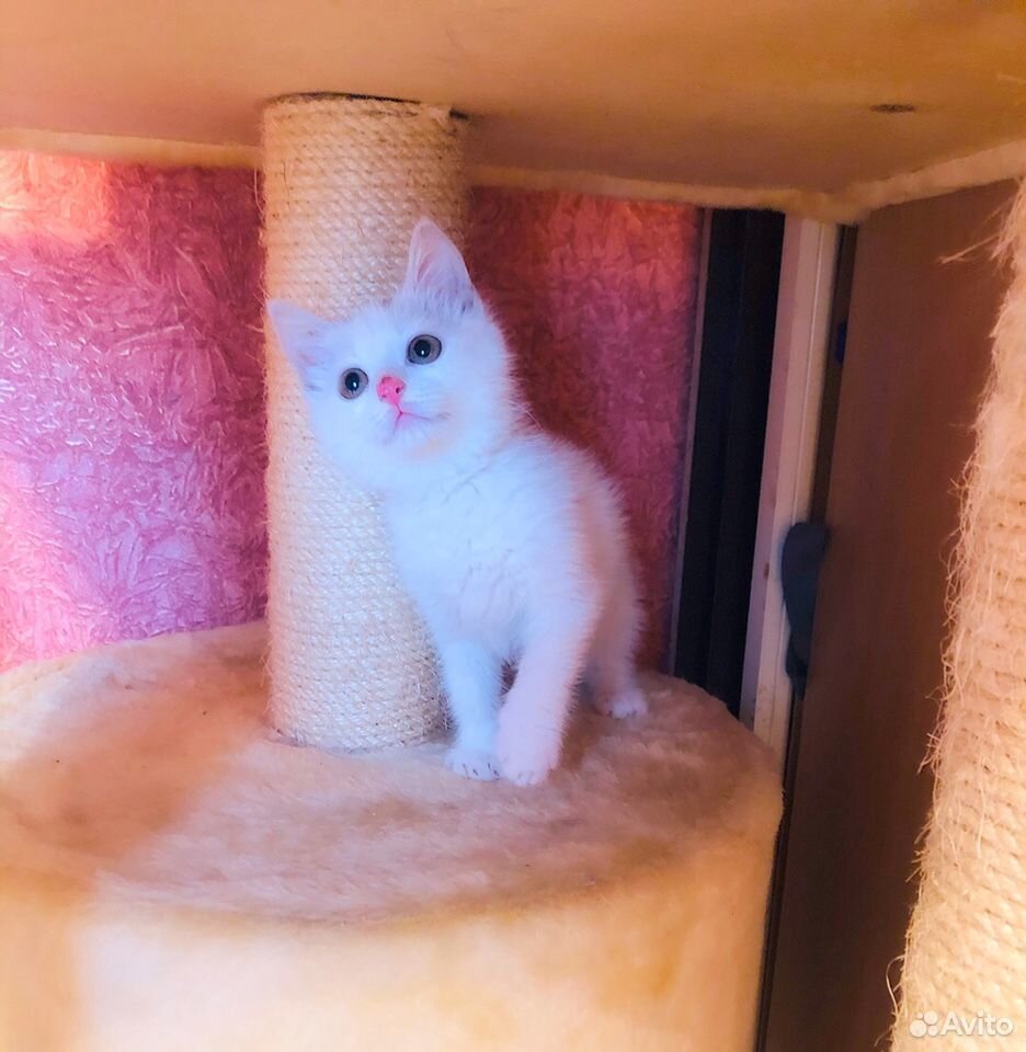 Котёночек в хорошие ручки