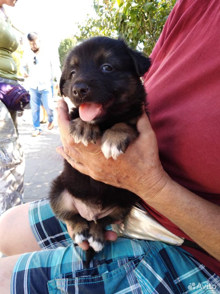 Милый щенок в добрые руки