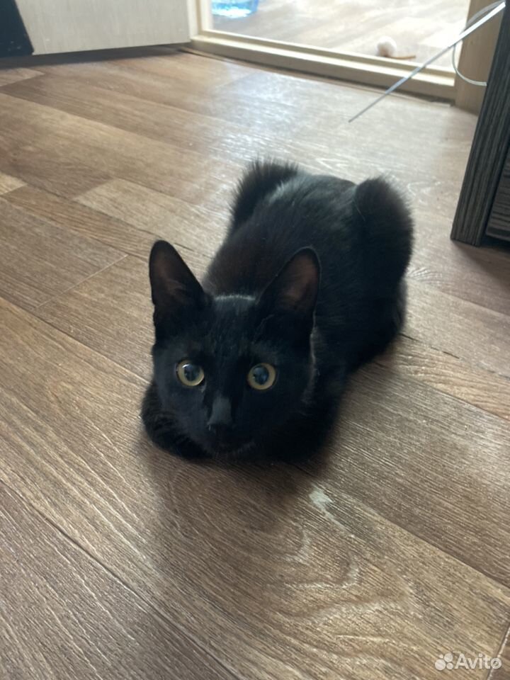 Прелестный милый кот