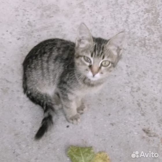 Котенок девочка в добрые руки